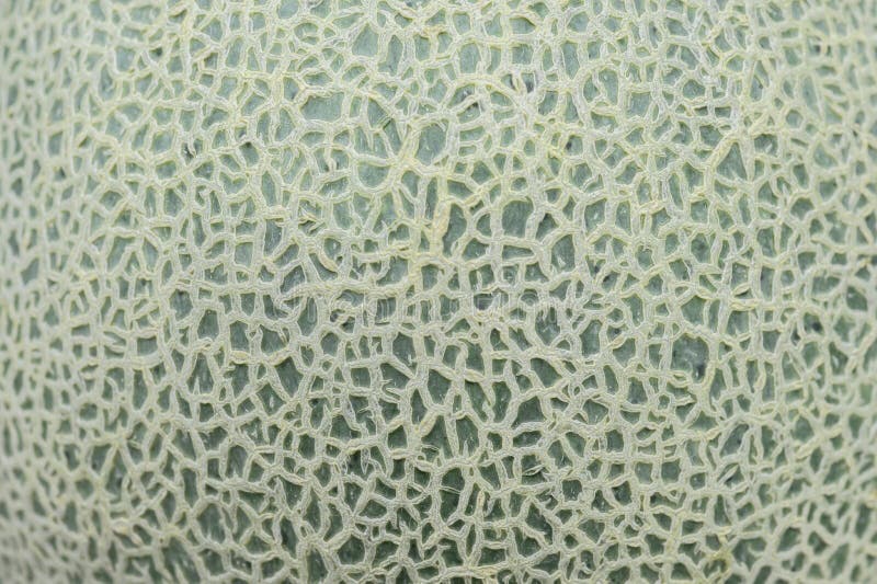 Green neon melon stock image. Image of grung, plant - 196592035