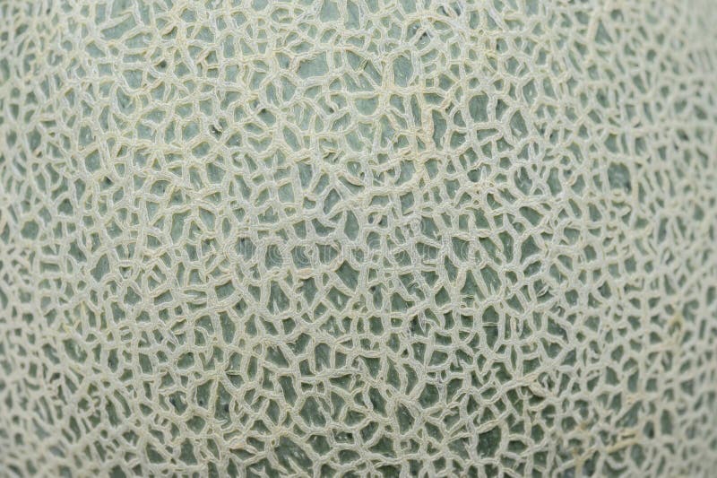 Green neon melon stock photo. Image of nature, sweet - 198301566