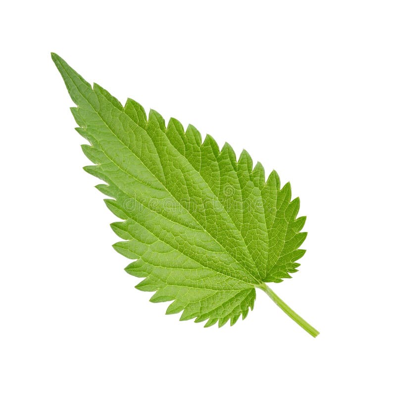 Green Nettle Leaf Close Up, Sharp Leaf Details Highlighting Botanical ...