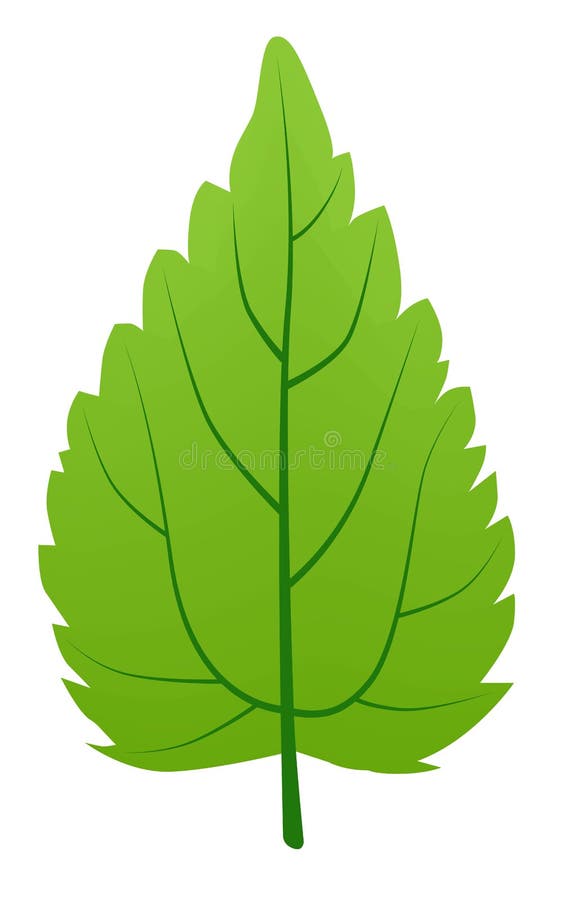 Nettle Leaf Icon Stock Illustrations – 226 Nettle Leaf Icon Stock ...