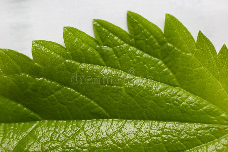 A Green Nettle Leaf Taken in Close-up Shows the Texture and Structure ...