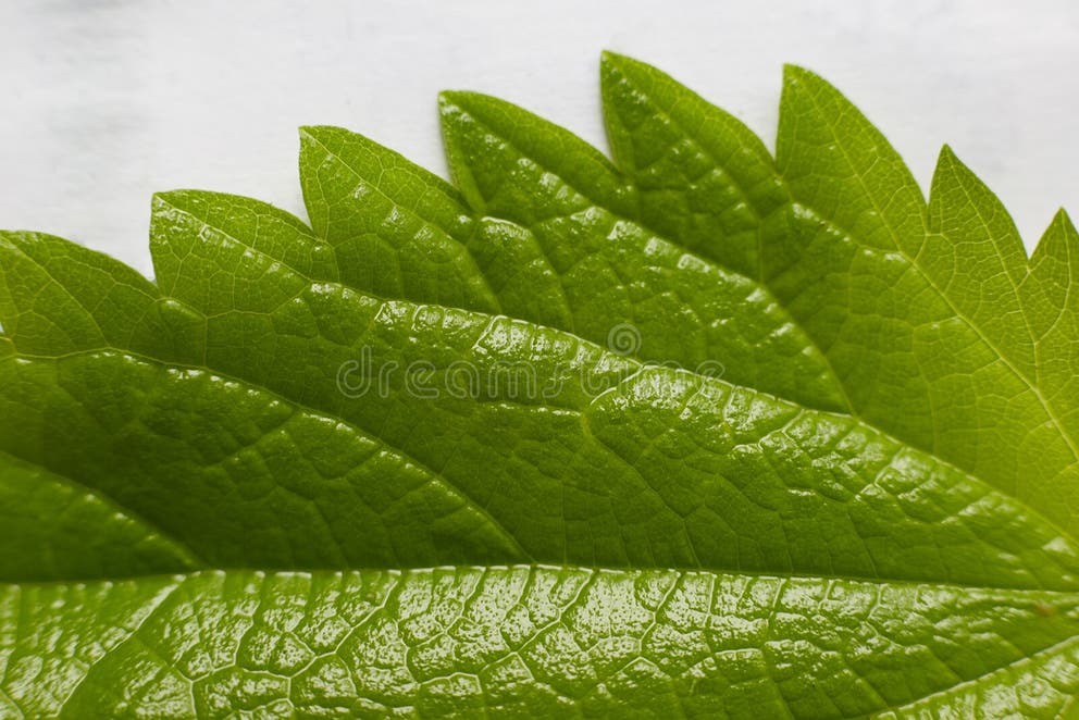 A Green Nettle Leaf Taken in Close-up Shows the Texture and Structure ...