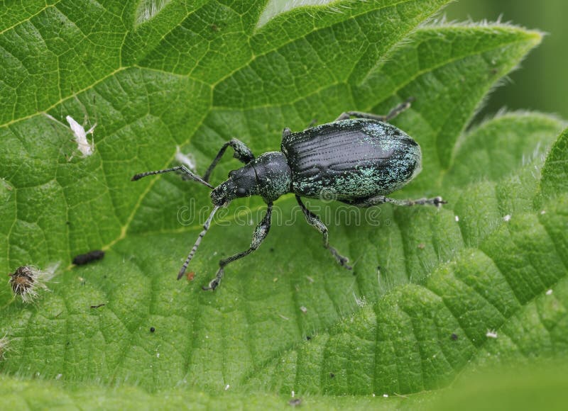 Green Nettle Weevil stock photo. Image of coleoptera - 88360996