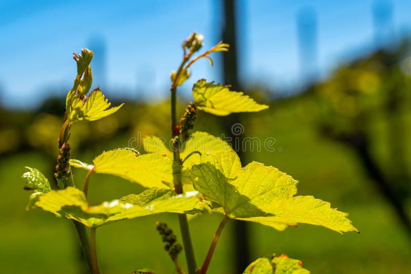 Green New Growth on Grape Vines in Spring Stock Image - Image of spring ...