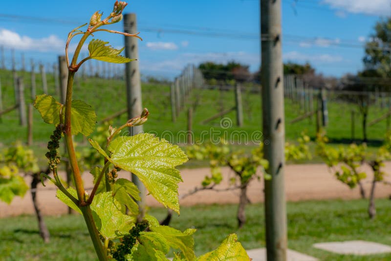 Green New Growth on Grape Vines in Spring Stock Image - Image of scenic ...