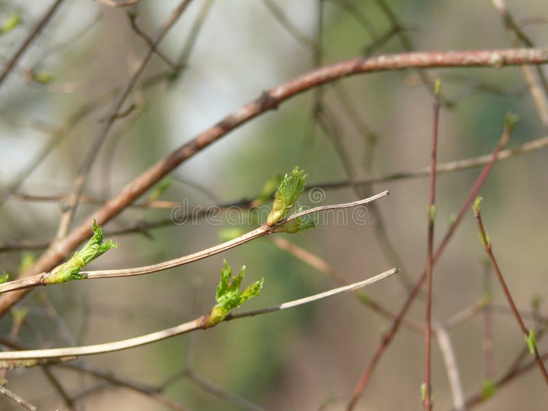 Green New Spring Buds on a Tree Branch in Early Spring. Stock Photo ...