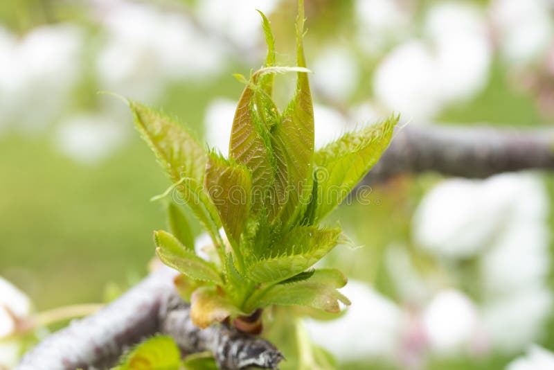 Green New Spring Buds on a Tree Branch in Early Spring. Young Leaf on ...