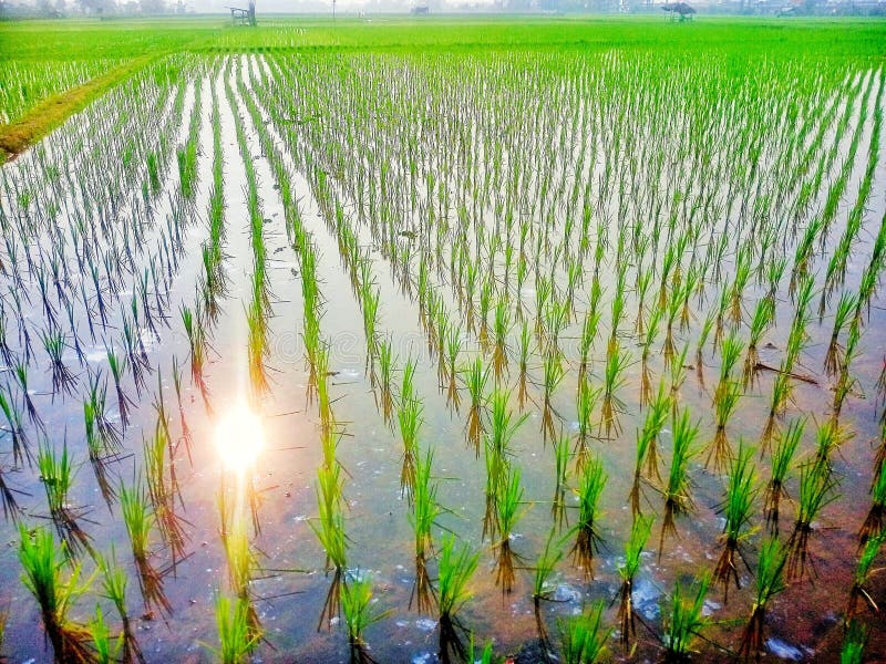 The Green of Newly Planted Rice Fields Stock Image - Image of fields ...