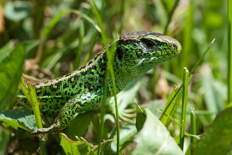 Green Nice Lizard in the Grass. Stock Image - Image of lizzards ...