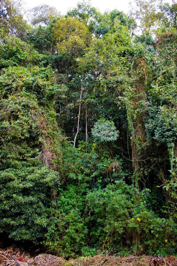 Green stock image. Image of scenery, travel, enviroment - 43376257