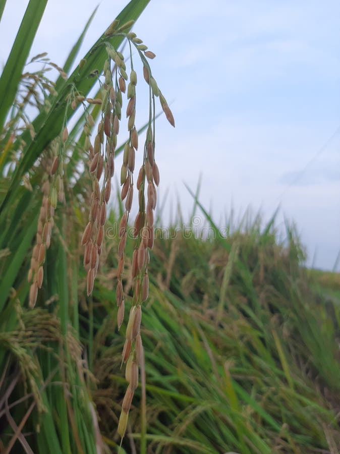 Nice Rice Field Landscape with Sunset Sky Stock Photo - Image of chiang ...