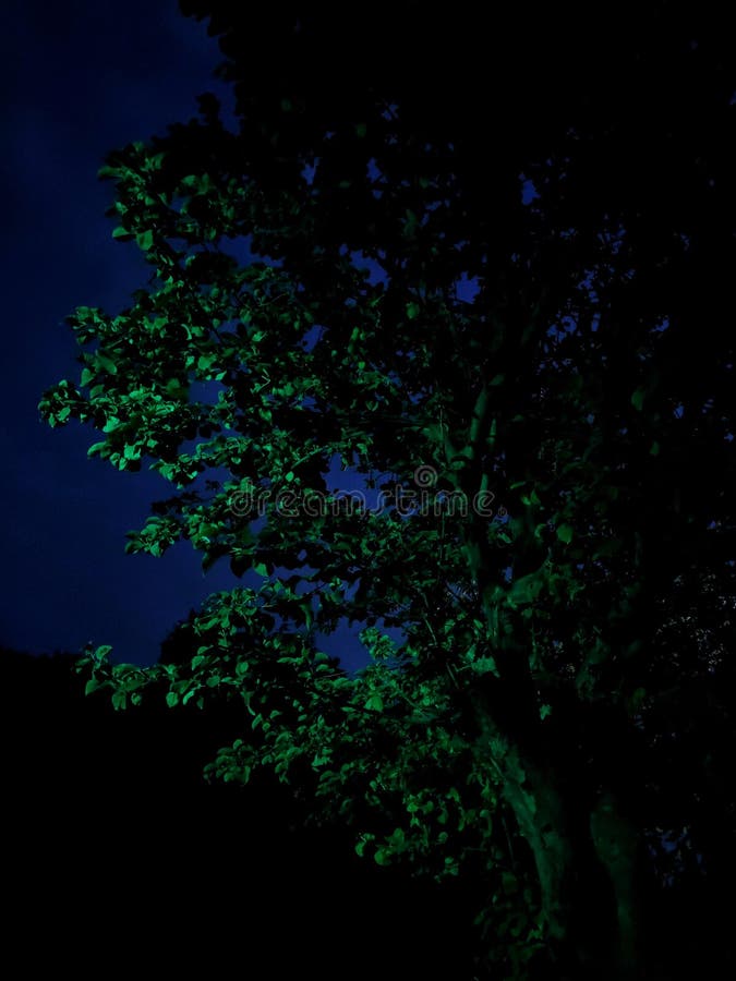 Green night light leaf stock image. Image of leaf, green - 221396623