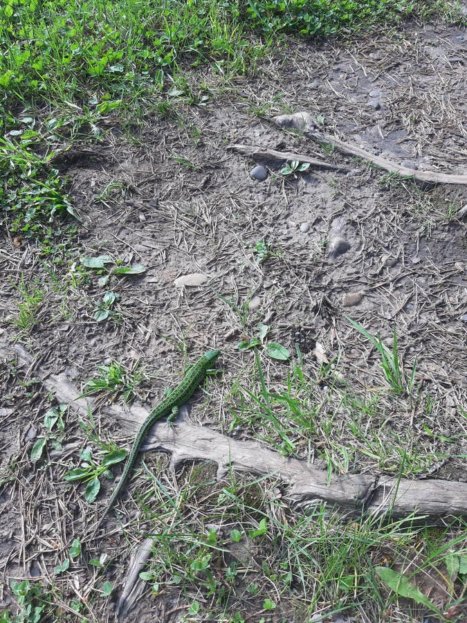 Nimble Green Lizard Lacerta Viridis, Lacerta Agilis Closeup, Basking on ...