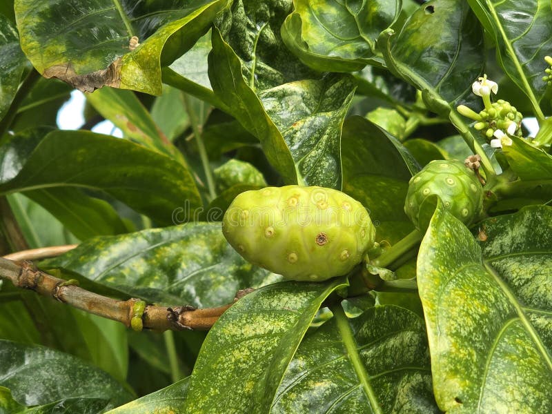 Green Noni Tree with Ripe Fruits Stock Image - Image of summer, closeup ...
