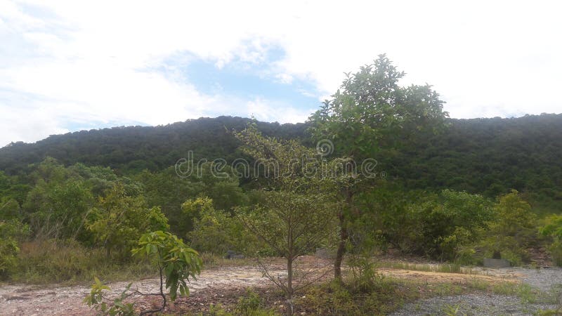 GREEN NOT GREEN stock photo. Image of think, tree, mountain - 93771462
