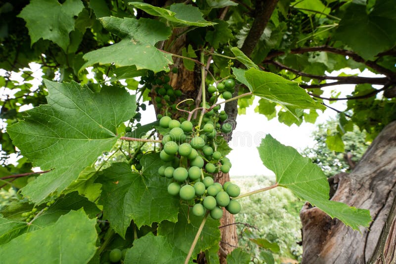Green Not Ripe Grapes on a Bush Stock Image - Image of berries, garden ...