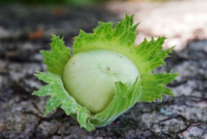 Green nut stock image. Image of plant, shell, green, organic - 15098715