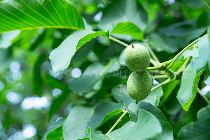 Green Nut Growing on a Tree Stock Photo - Image of growing, vegan ...