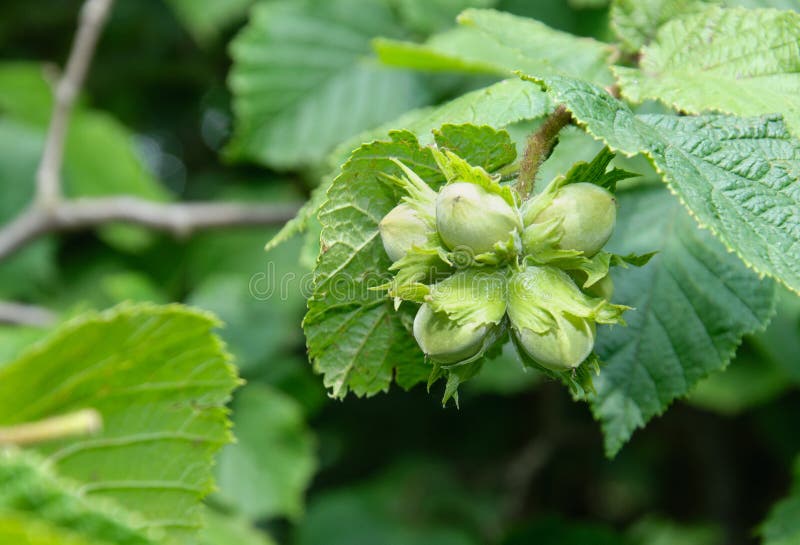 Green nuts stock photo. Image of green, tree, nutrition - 43060976