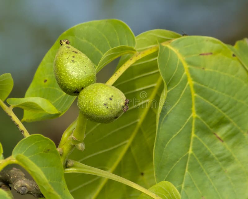 Growing nuts stock photo. Image of dessert, open, seed - 351256122