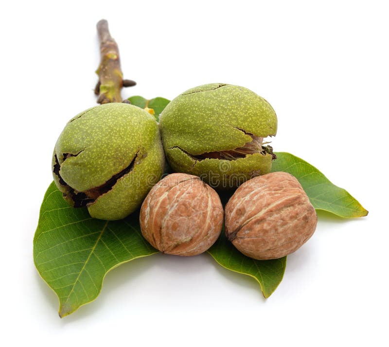 Green nuts with leaves stock photo. Image of food, heap - 194118312