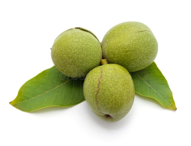 Green nuts with leaves stock image. Image of leaf, healthy - 173915833