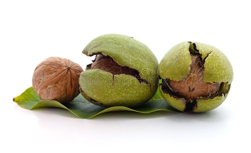 Green nuts with leaves stock photo. Image of food, heap - 194118312