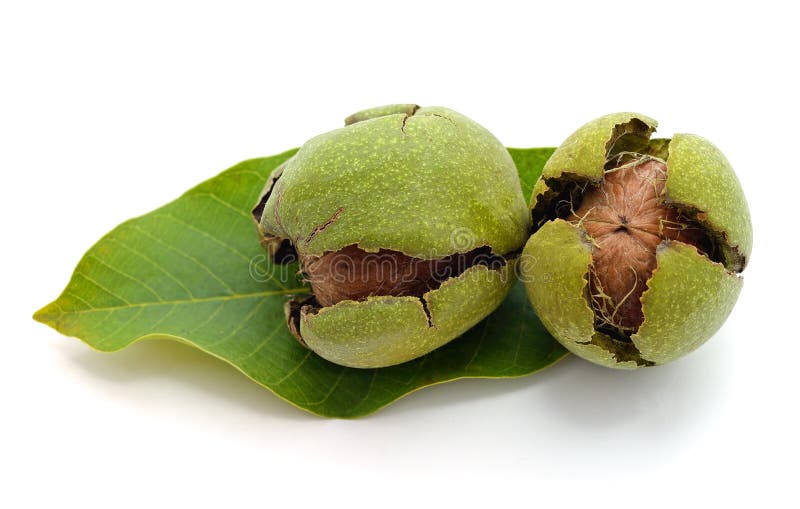 Green nuts with leaves stock photo. Image of protein - 207035812