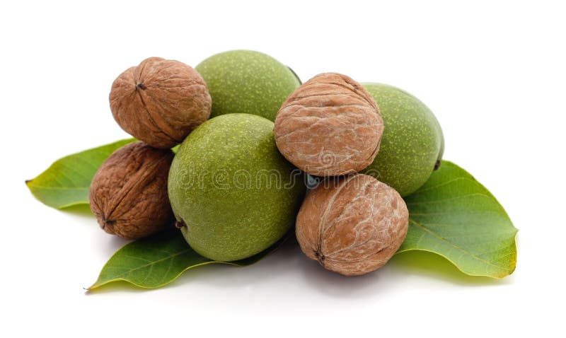 Green nuts with leaves stock image. Image of leaf, healthy - 173915833
