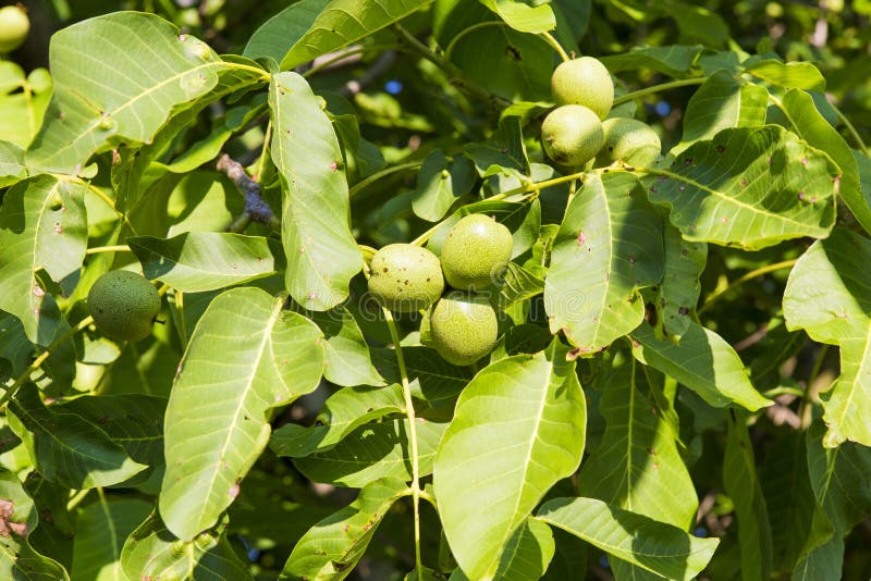 Green nuts in a nut tree stock image. Image of plant - 149851169