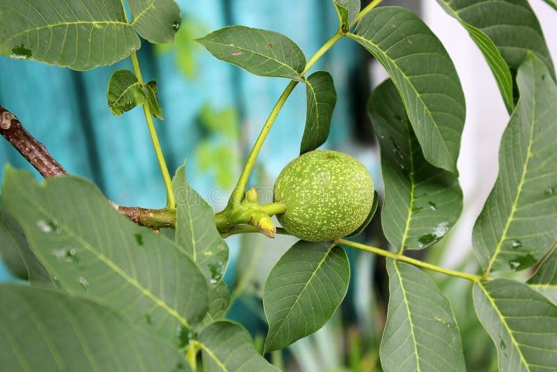 Green nuts on a tree stock photo. Image of autumn, groceries - 142762054