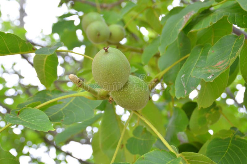 Green nuts stock photo. Image of beautiful, nature, tree - 64201250