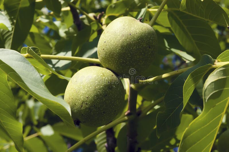 Green Nuts on a Tree Branch Stock Image - Image of nutrition, season ...