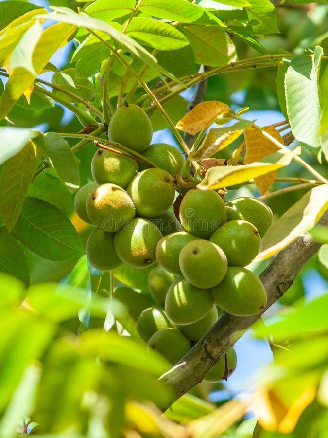 Green Nuts on a Tree. a Lot of Nuts on a Tree, Nature Stock Photo ...