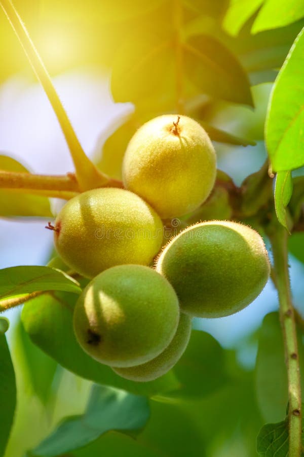 Green Nuts on a Tree. a Lot of Nuts on a Tree Stock Photo - Image of ...