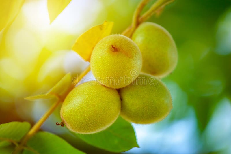 Green Nuts on a Tree. a Lot of Nuts on a Tree Stock Image - Image of ...