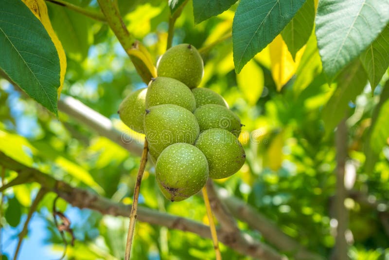 Green Nuts on a Tree. a Lot of Nuts on a Tree, Nature Stock Image ...
