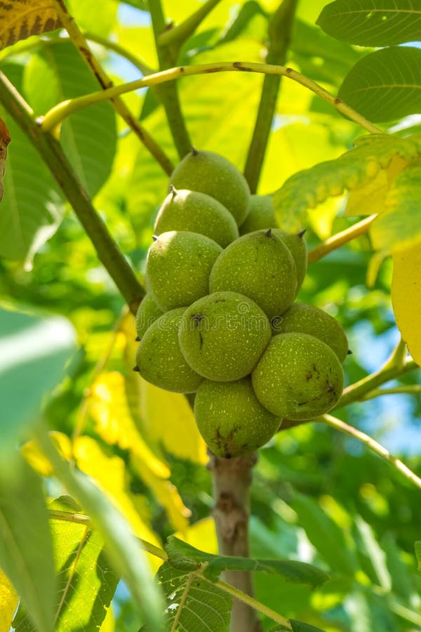 Green Nuts on a Tree. a Lot of Nuts on a Tree, Nature Stock Photo ...