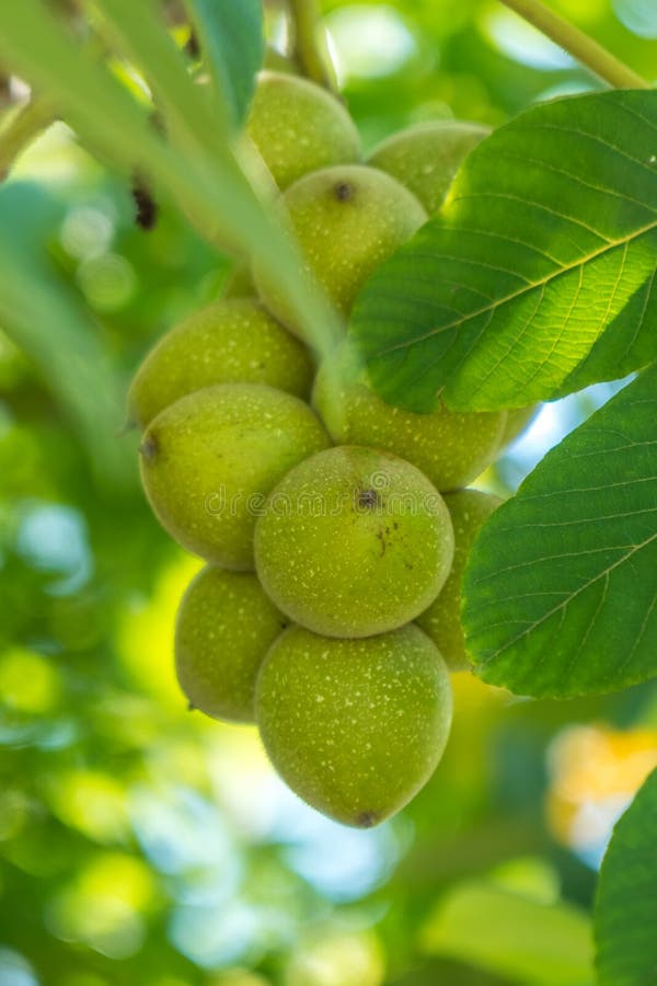 Green Nuts on a Tree. a Lot of Nuts on a Tree Stock Image - Image of ...