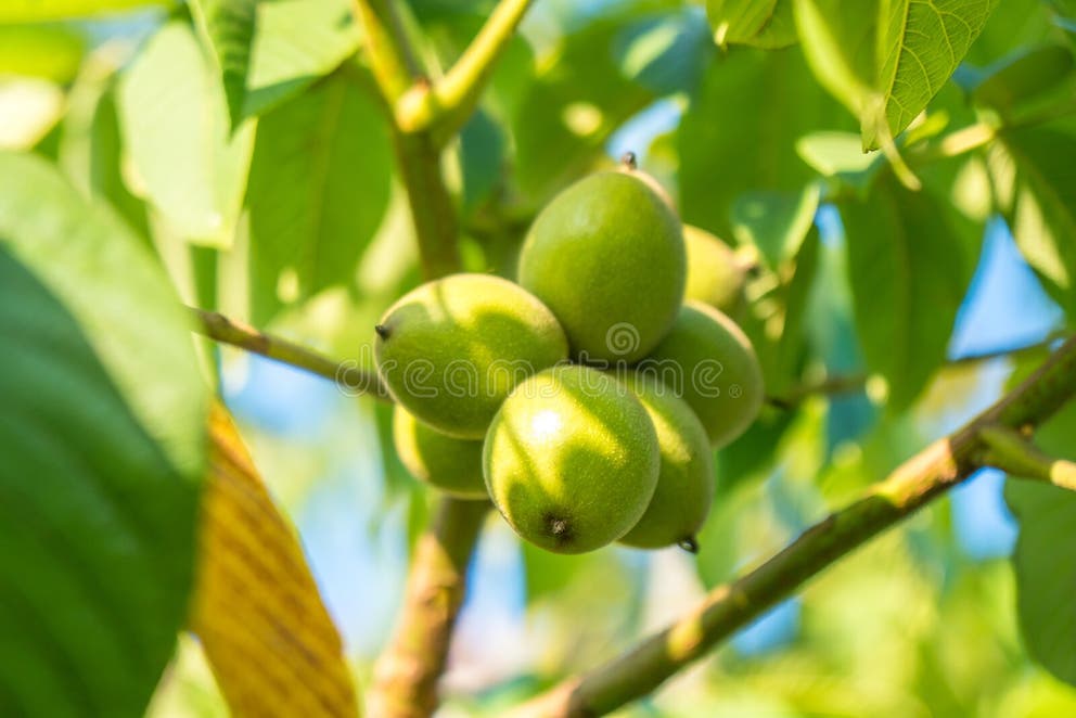 Green Nuts on a Tree. a Lot of Nuts on a Tree, Nature Stock Photo ...
