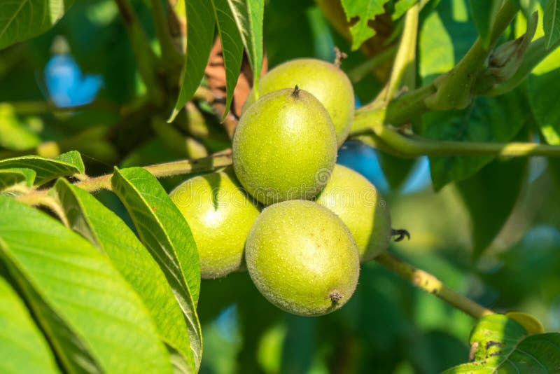 Green Nuts on a Tree. a Lot of Nuts on a Tree, Nature Stock Photo ...