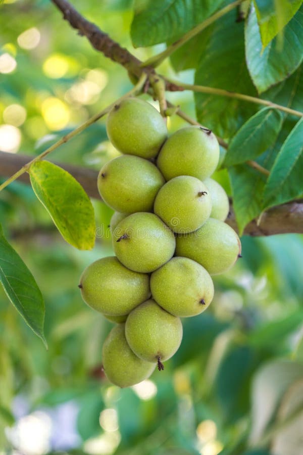 Green Nuts on a Tree. a Lot of Nuts on a Tree, Nature Stock Photo ...