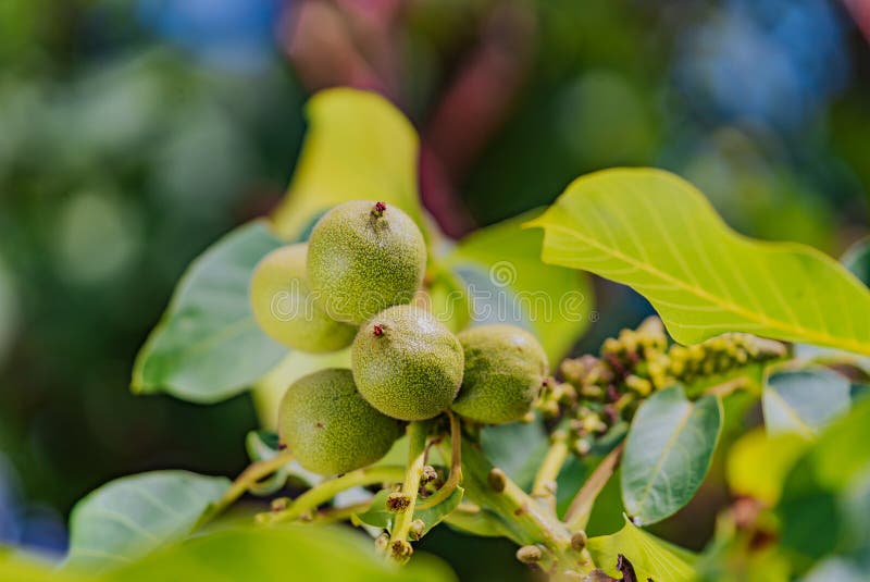 Green Nuts on a Tree. a Lot of Nuts on a Tree on a Sunny Day Stock ...