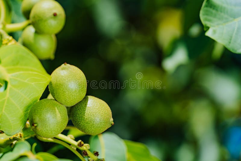 Green Nuts on a Tree. a Lot of Nuts on a Tree on a Sunny Day Stock ...