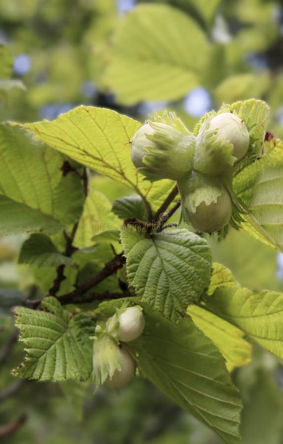 Green nuts on a tree stock image. Image of healthy, spring - 180564787