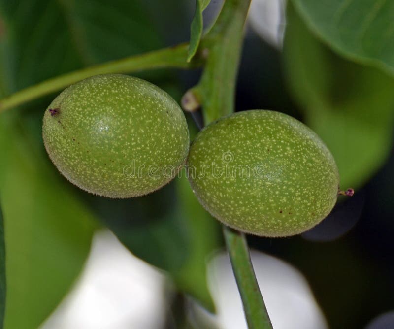 Green nuts in the tree stock photo. Image of detail, walnut - 55375610