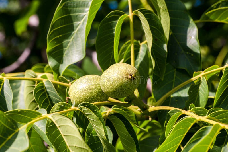 PECAN NUTS ON A TREE IN A GARDEN Stock Image - Image of organic, food ...