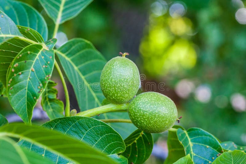 Green nuts on the tree stock photo. Image of cashew, tree - 94089146