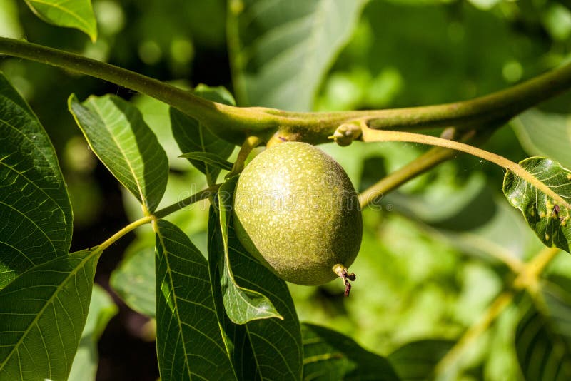Green nuts on the tree stock photo. Image of summer, tree - 94527626