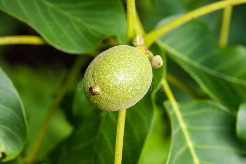 Green nuts on the tree stock photo. Image of pecan, leaf - 94903006